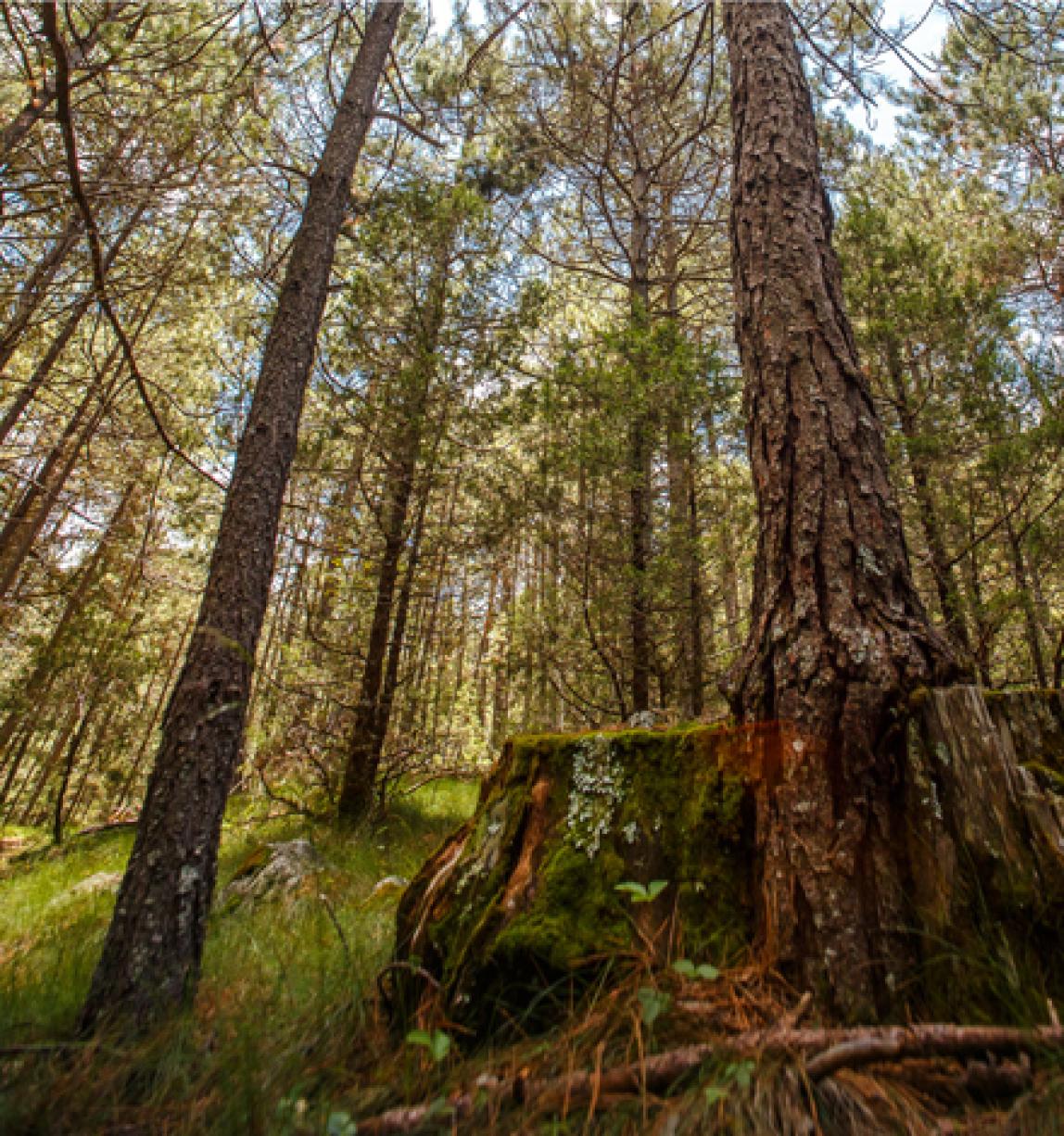 FSC Check | Forest Stewardship Council